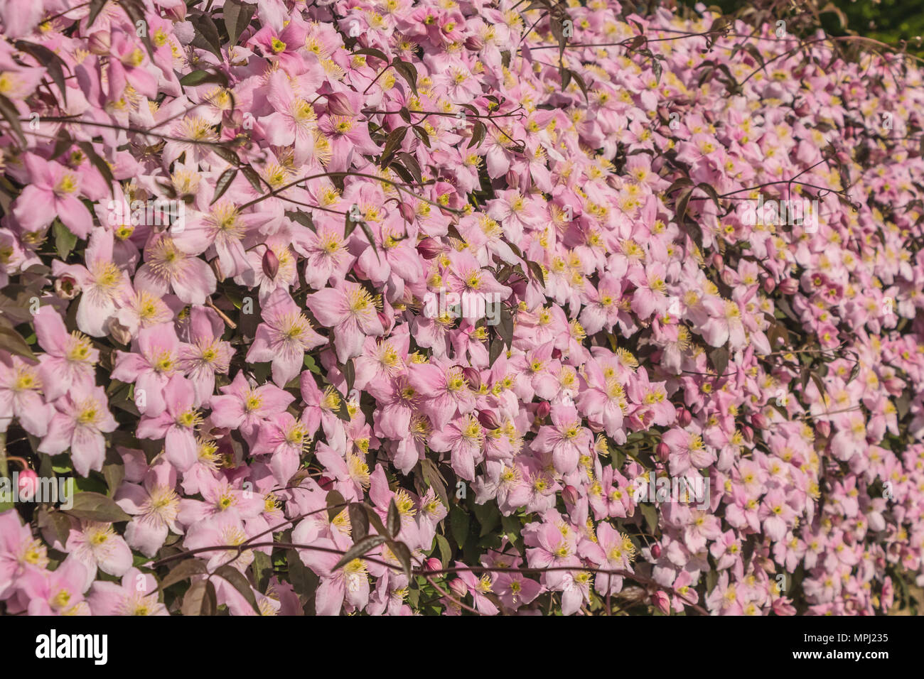 Flowering Clematis Montana variety Elizabeth closeup Stock Photo - Alamy