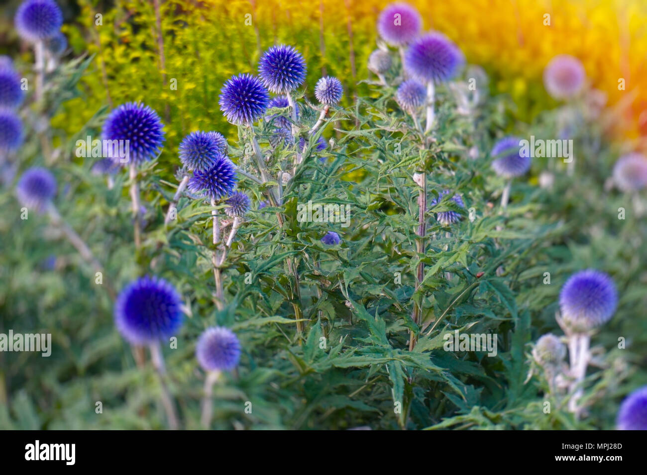 Echinops veitch's blue Stock Photo - Alamy