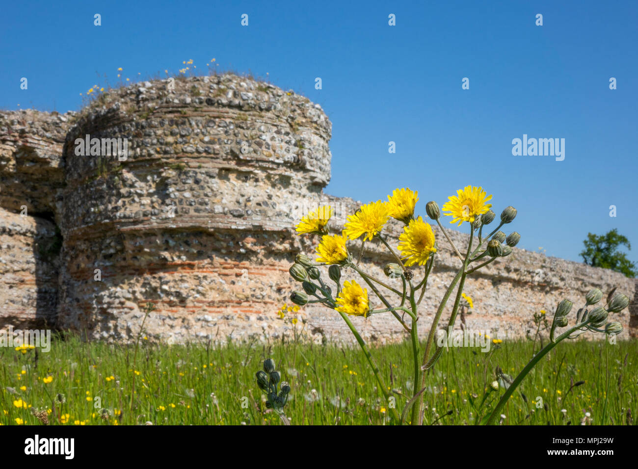 Burgh Castle east wall Stock Photo - Alamy