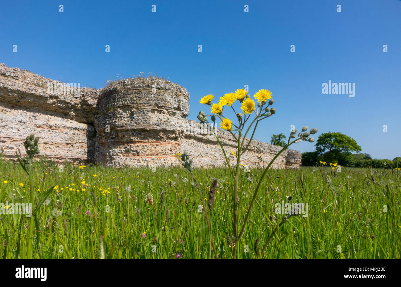 Burgh Castle east wall Stock Photo - Alamy