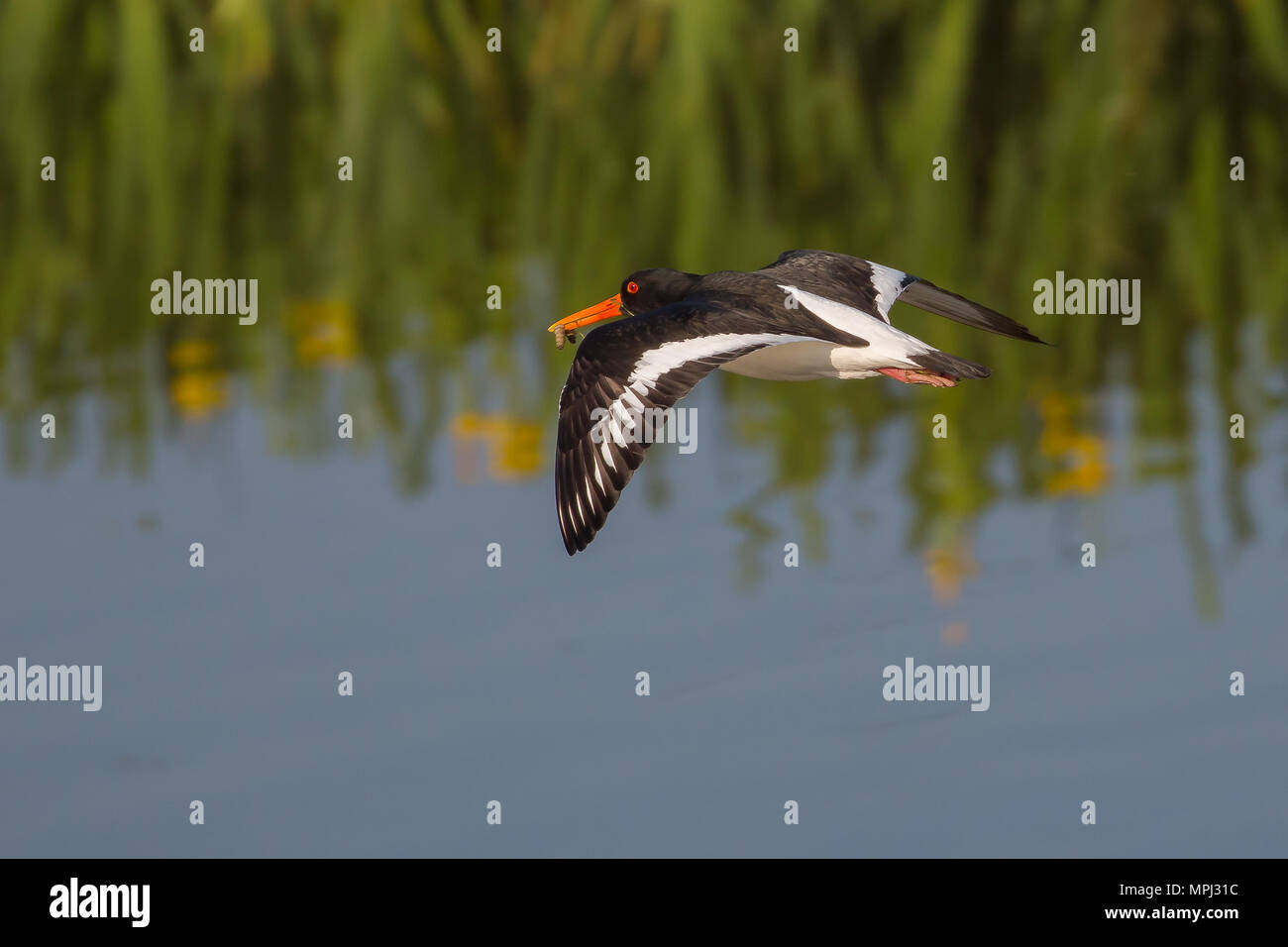 Collecting insects hi-res stock photography and images - Alamy