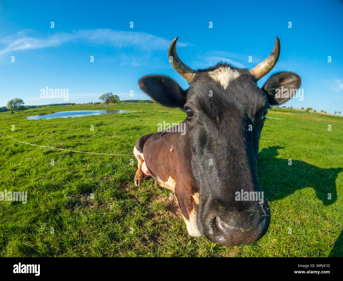 Surprised cow hi-res stock photography and images - Alamy