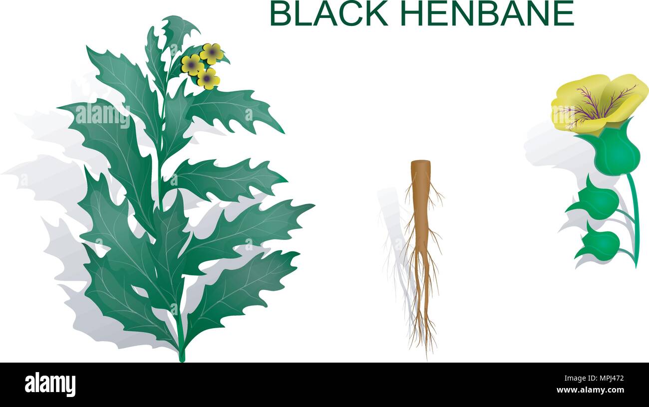 illustration of a henbane black with root and inflorescence Stock ...