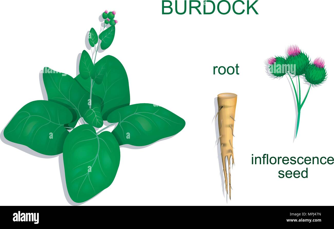 illustration of burdock roots and inflorescence. vector Stock Vector ...