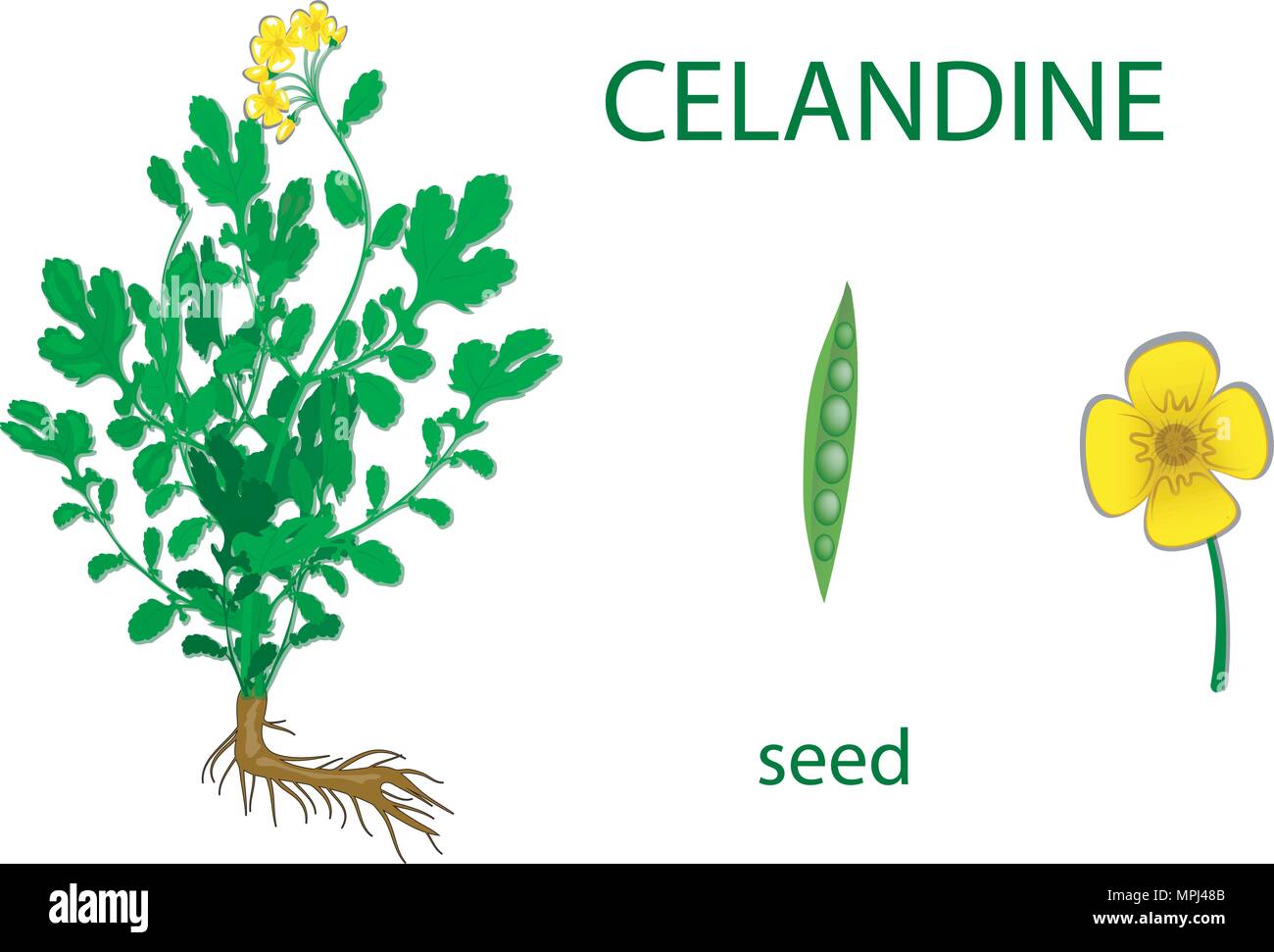 Celandine root Stock Vector Images - Alamy