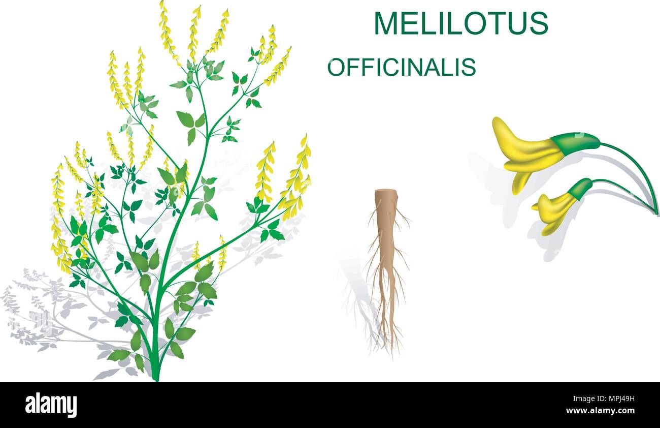 Melilotus melilotus officinalis Stock Vector Images - Alamy