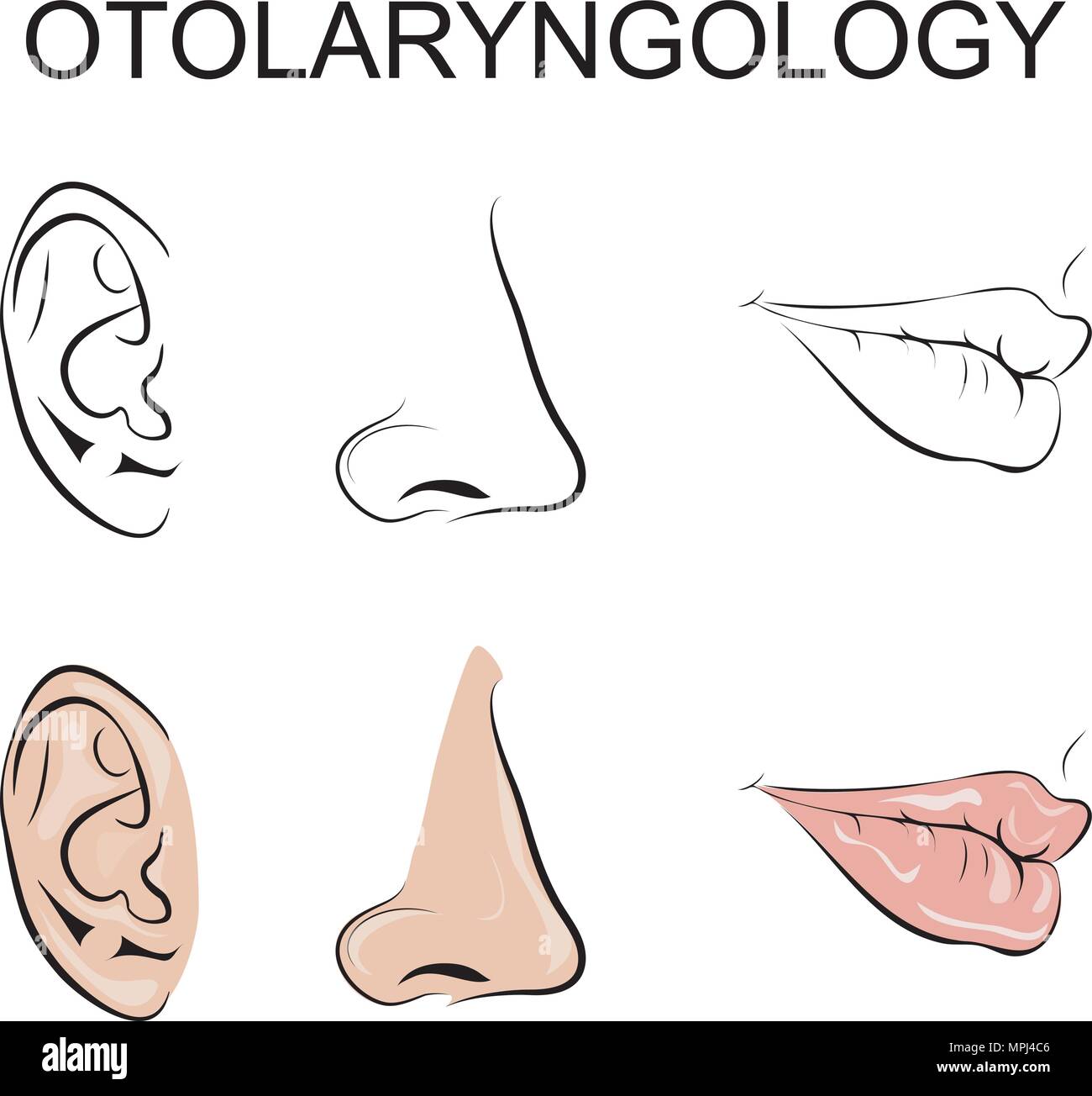 illustration of the nose, ear and lip for dermatology and ENT Stock ...