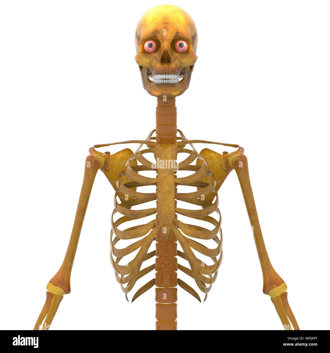 Human Skeleton System Bone Joints Anatomy Stock Photo - Alamy