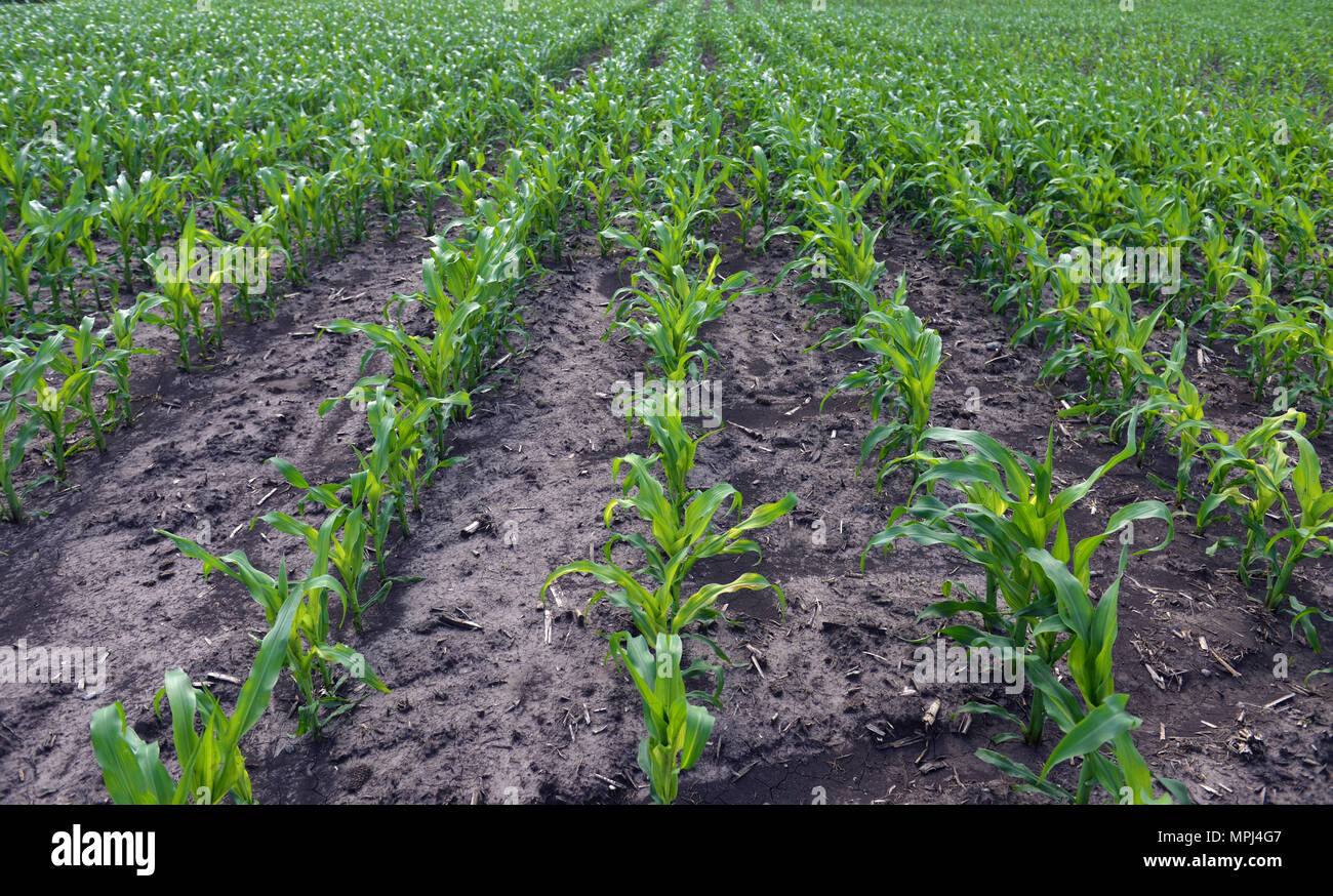 Field corn in the factory Stock Photo - Alamy