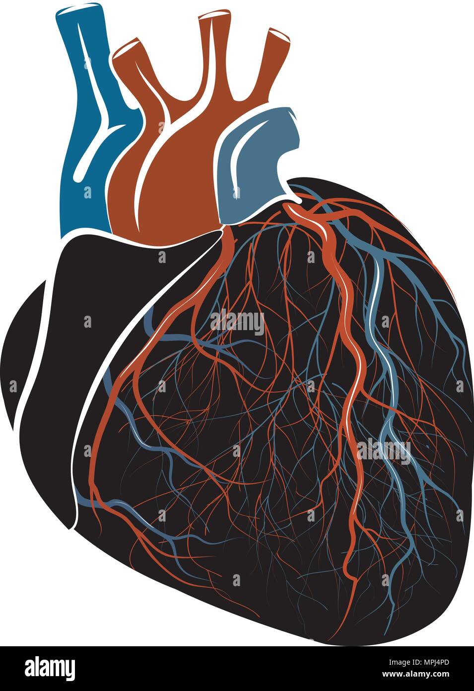 ILLUSTRATION of the human heart. cardiology. vector Stock Vector Image ...