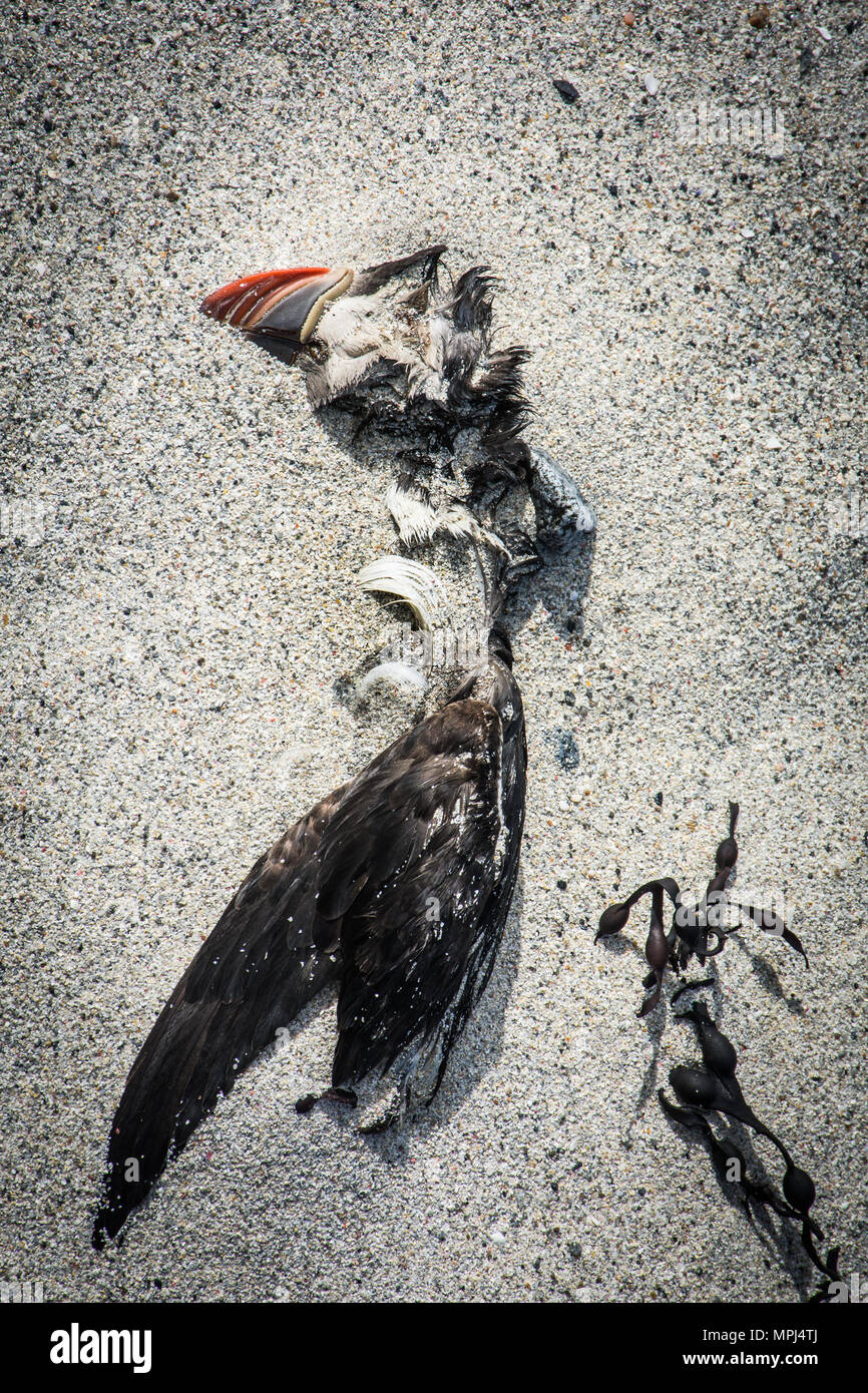 Dead puffin on beach hi-res stock photography and images - Alamy