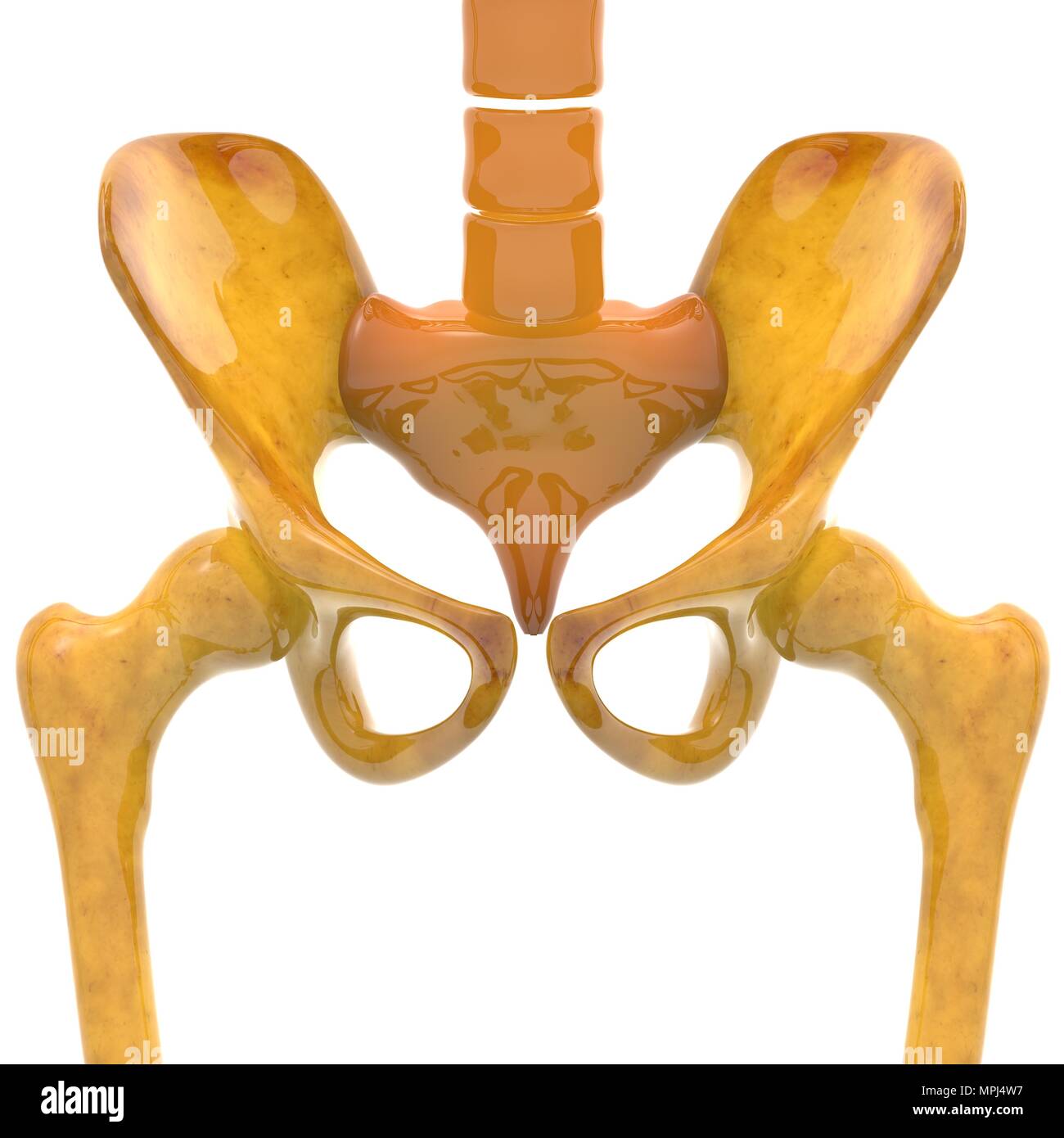Human Skeleton System Bone Joints Anatomy Stock Photo - Alamy