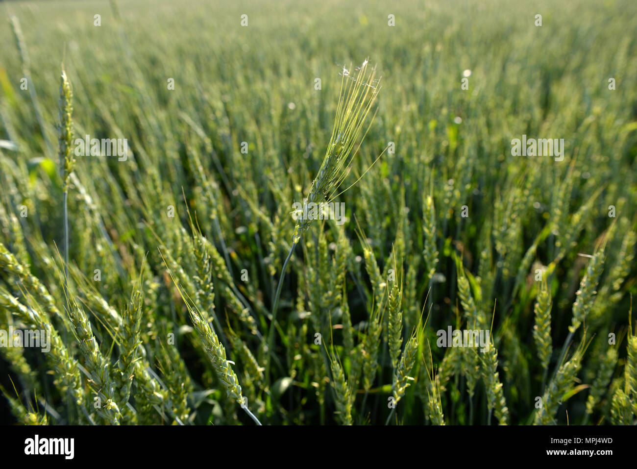 Green field spikelets wheat hi-res stock photography and images - Alamy