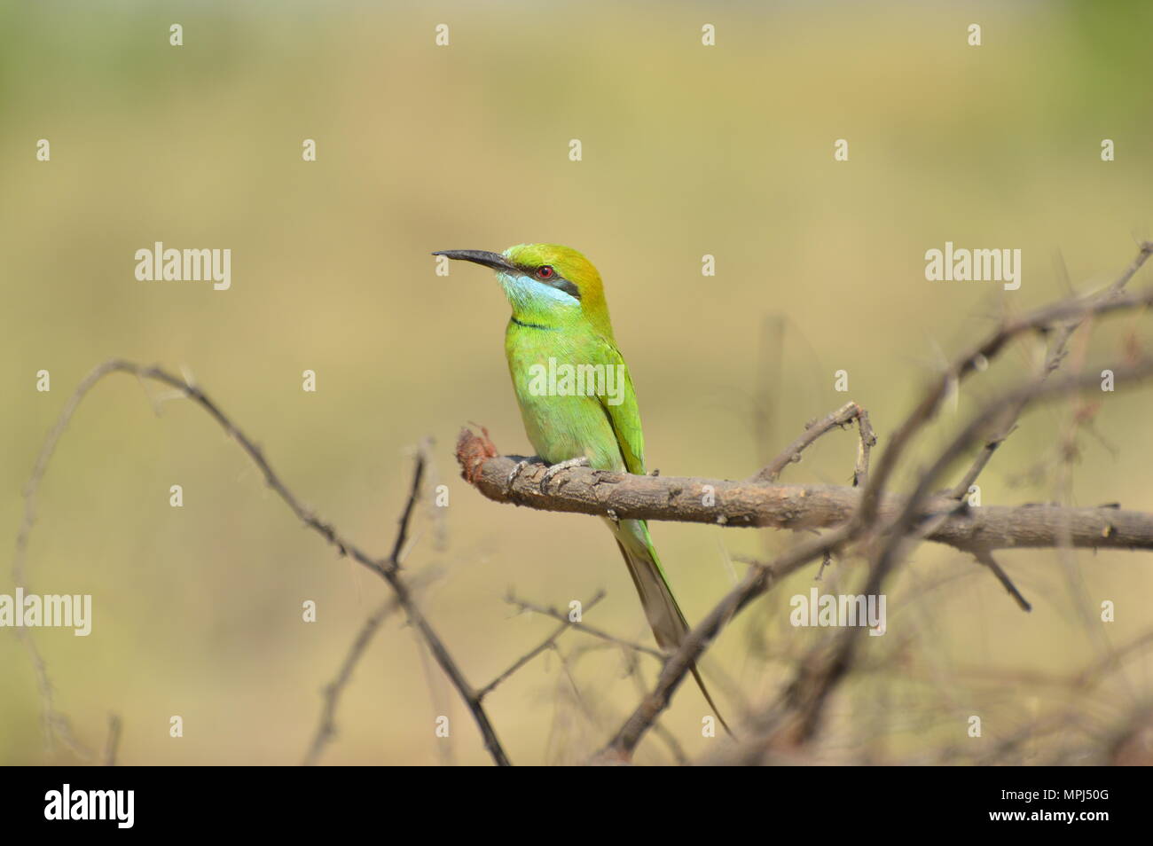 Beautiful bee eater bird hi-res stock photography and images - Alamy
