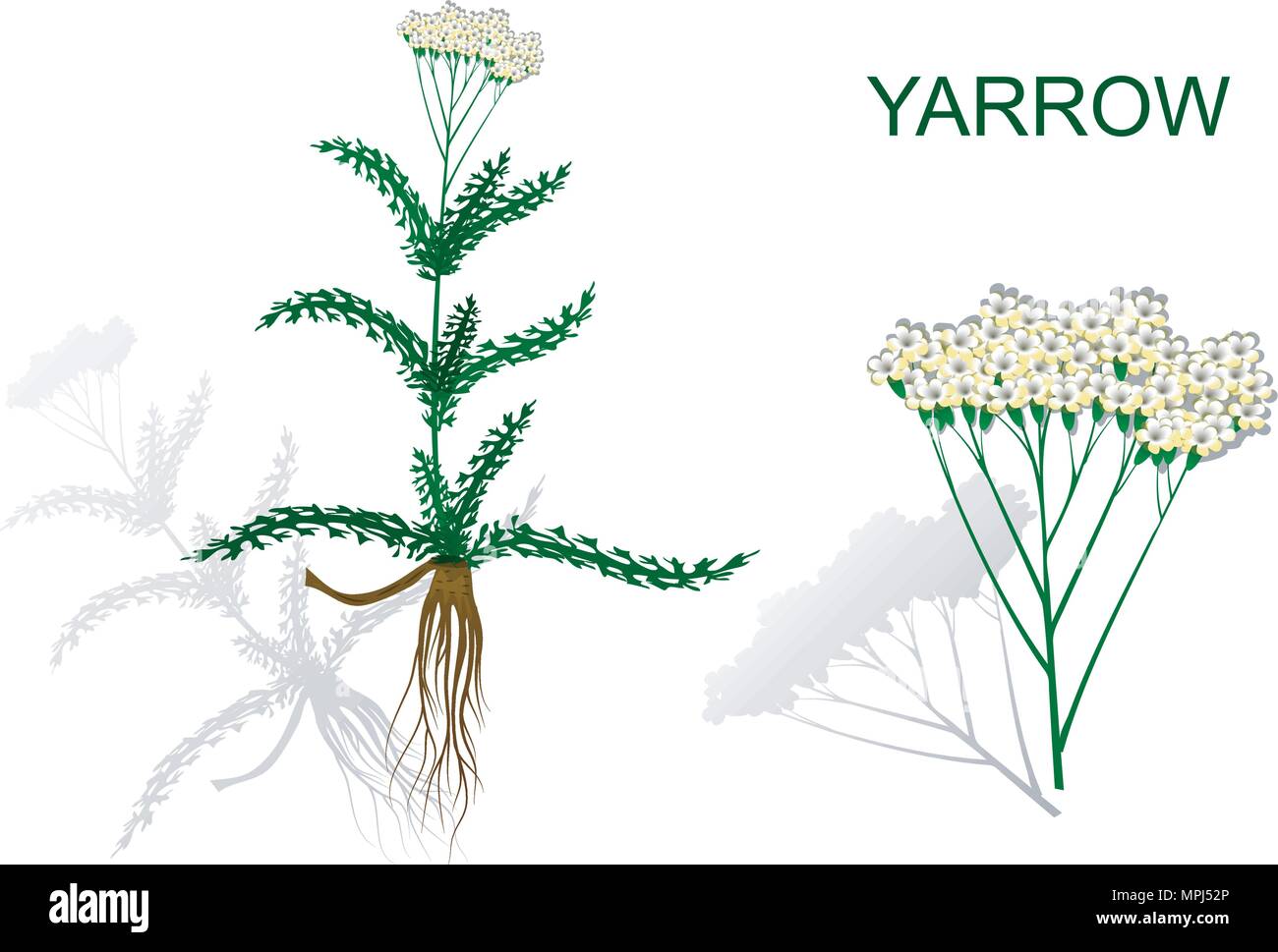 Weed botanical Stock Vector Images - Alamy