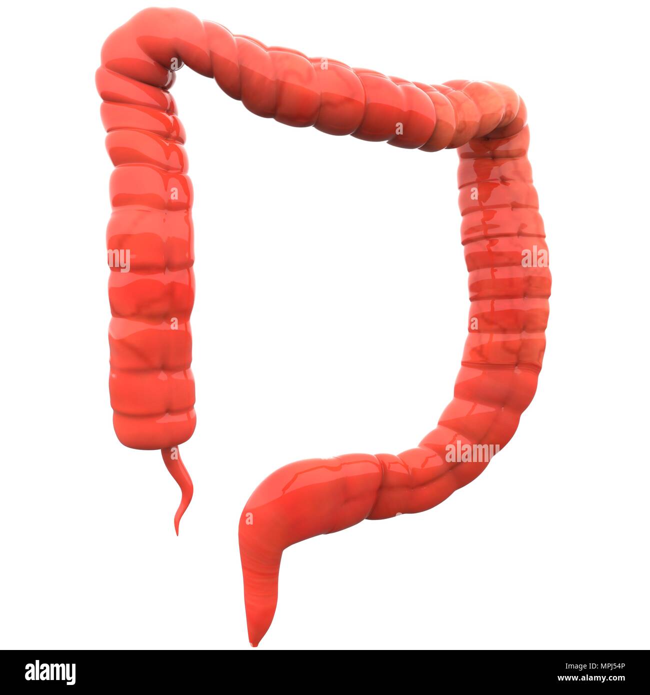 Human Digestive System Large Intestine Anatomy Stock Photo - Alamy