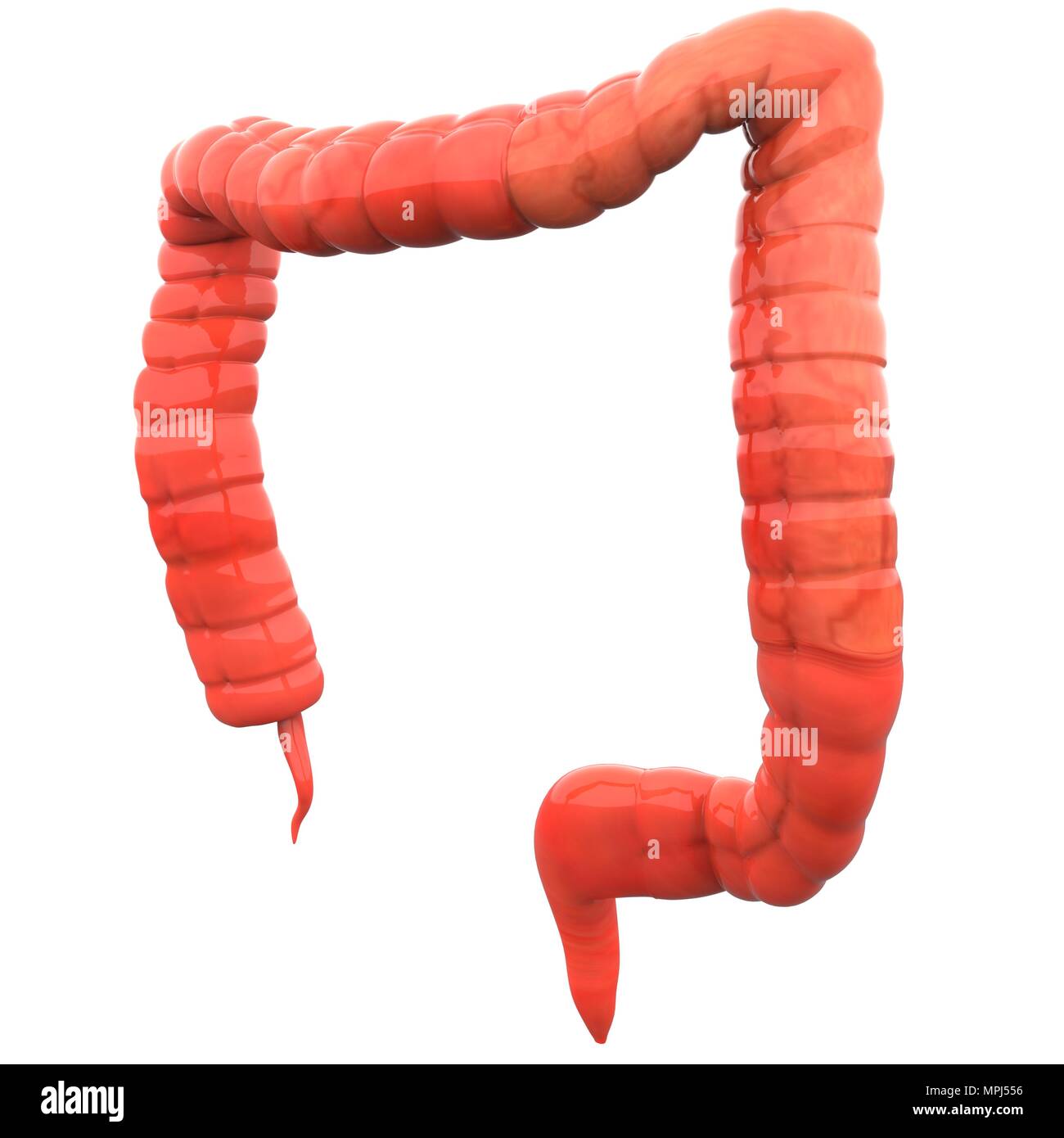 Anatomy Of Large Intestine