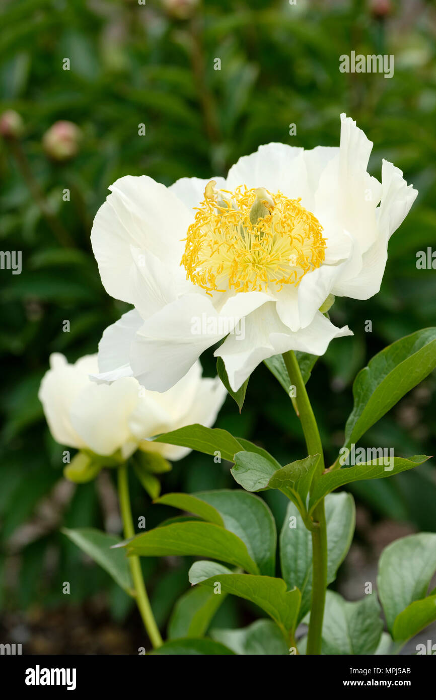 Paeonia lactiflora hi-res stock photography and images - Alamy