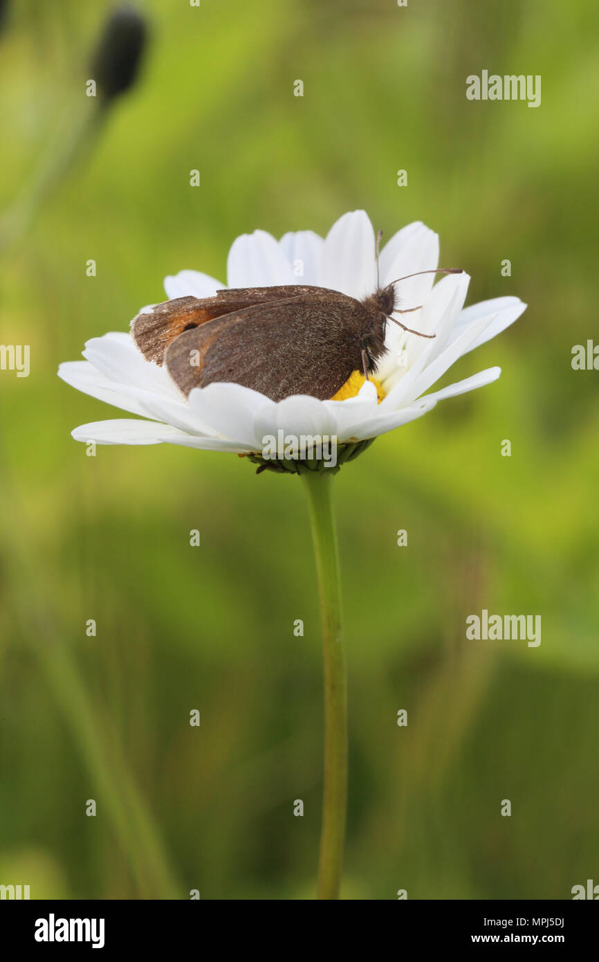 Mountain Ringlet (Erebia epiphron Stock Photo - Alamy