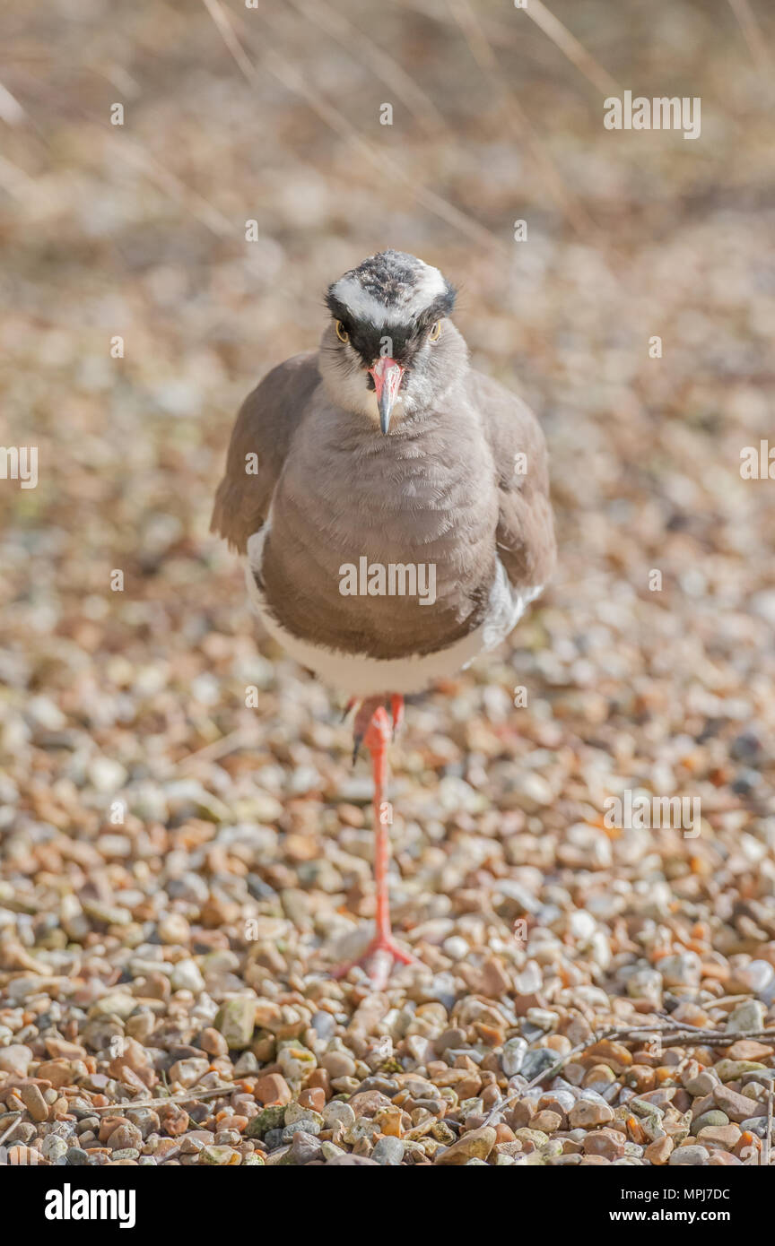 crowned plover also known as the crowned lapwing and is native to ...