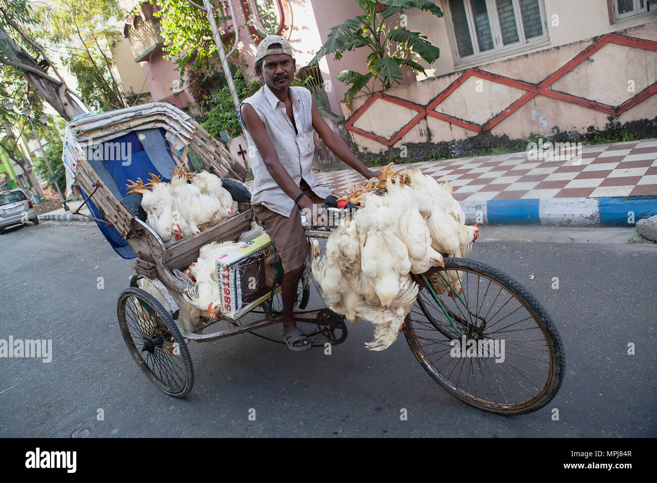 India, West Bengal, Kolkata, A cycle rickshaw driver with chickens for ...