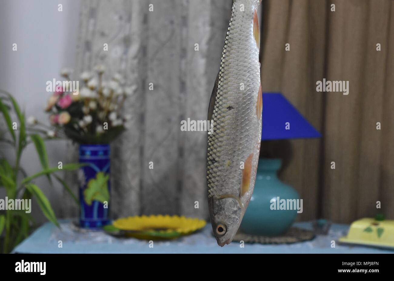 Indian Pond Fish