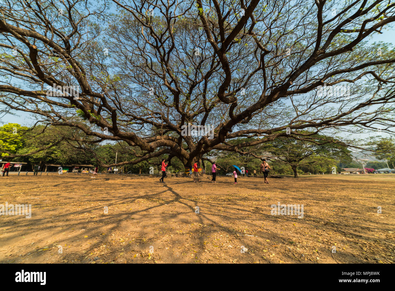 Monkey pod tree hi-res stock photography and images - Alamy