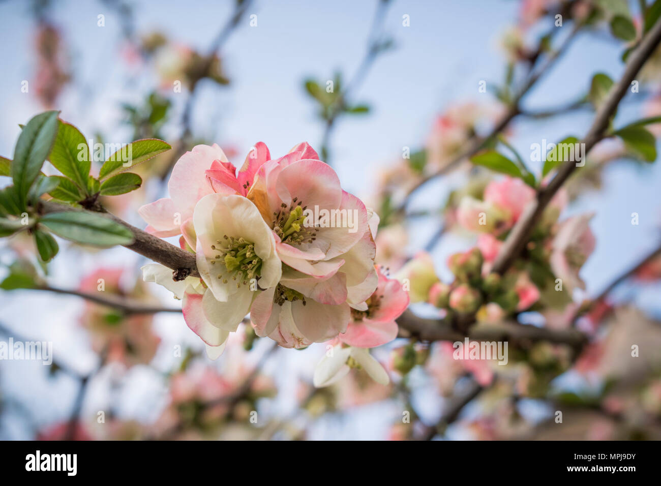 Spring Blossom on a tree in a garden in Bath, England Stock Photo - Alamy