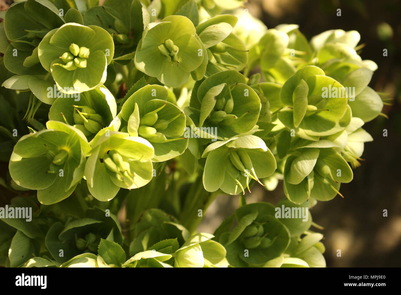 Hellebore seed hi-res stock photography and images - Alamy