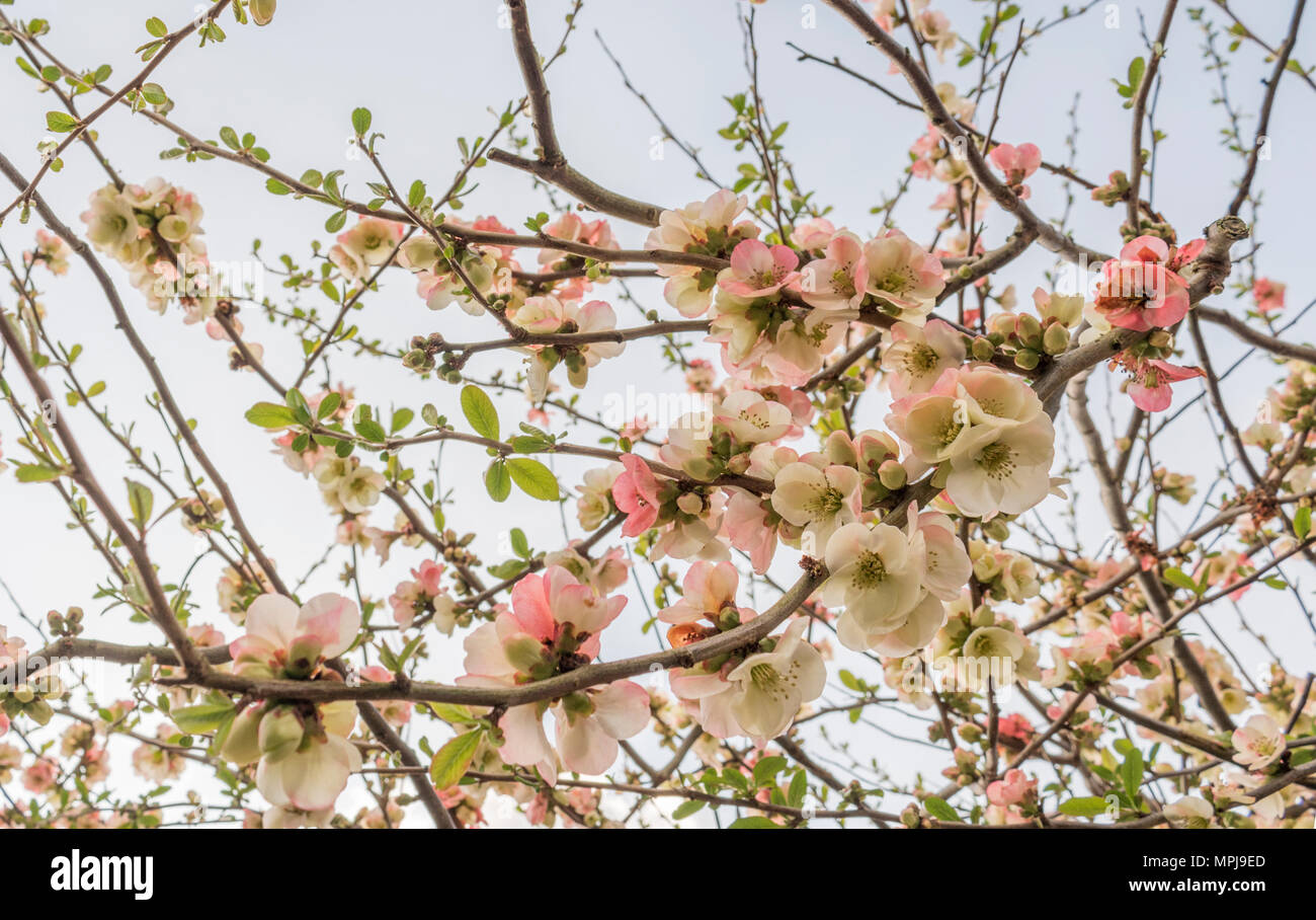 Bath and the spring hi-res stock photography and images - Alamy