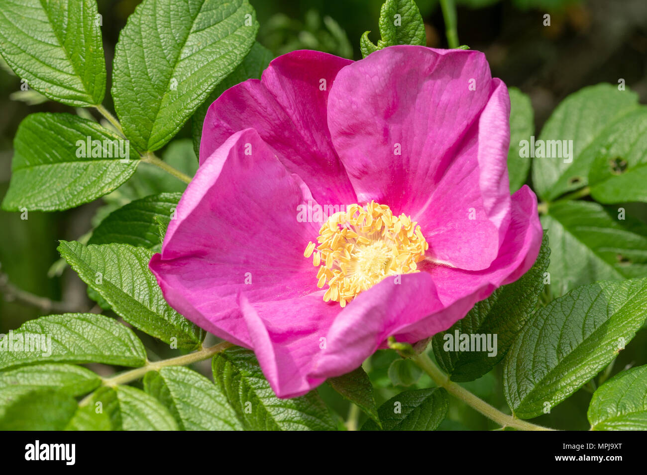 Brier Rose High Resolution Stock Photography and Images - Alamy