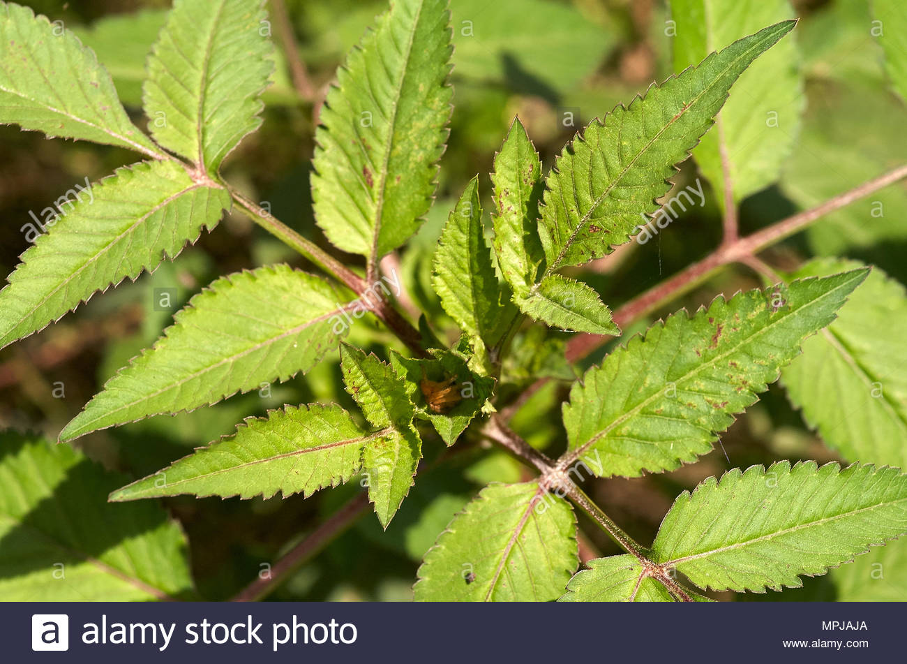Devils Weed Stock Photos & Devils Weed Stock Images - Alamy