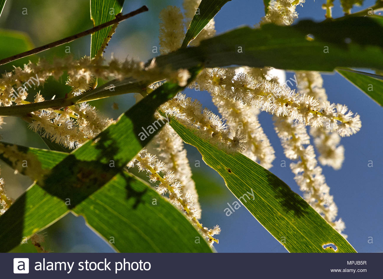 Wattle Flower Stock Photos & Wattle Flower Stock Images - Alamy