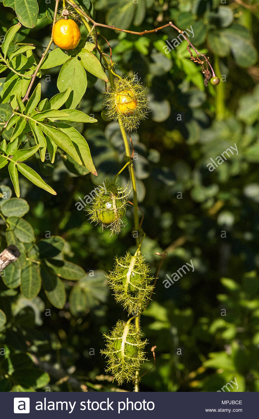 Australian Native Bush Tucker Stock Photos & Australian Native Bush ...