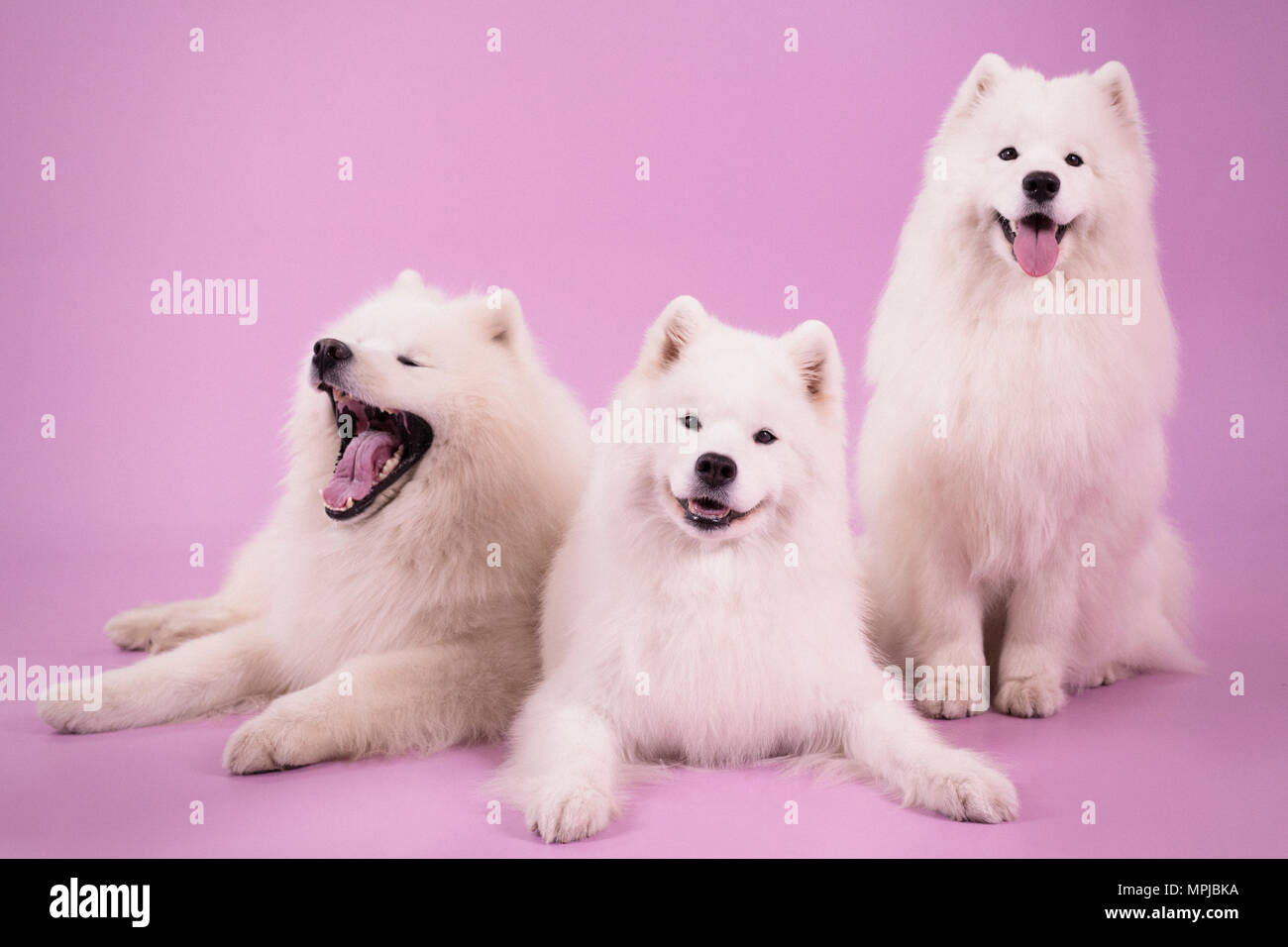 Samoyeds hi-res stock photography and images - Alamy