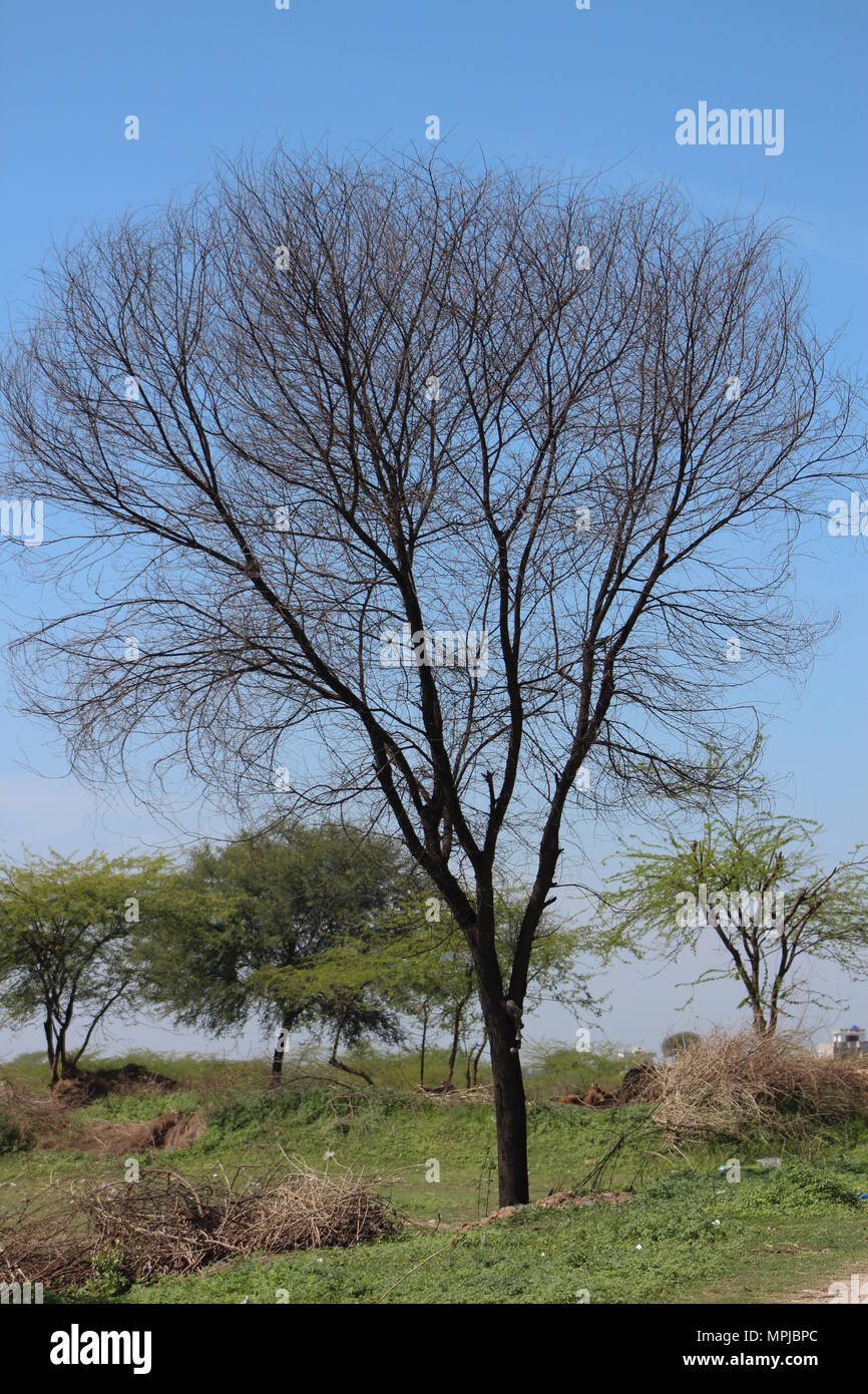 Tree on road Stock Photo - Alamy