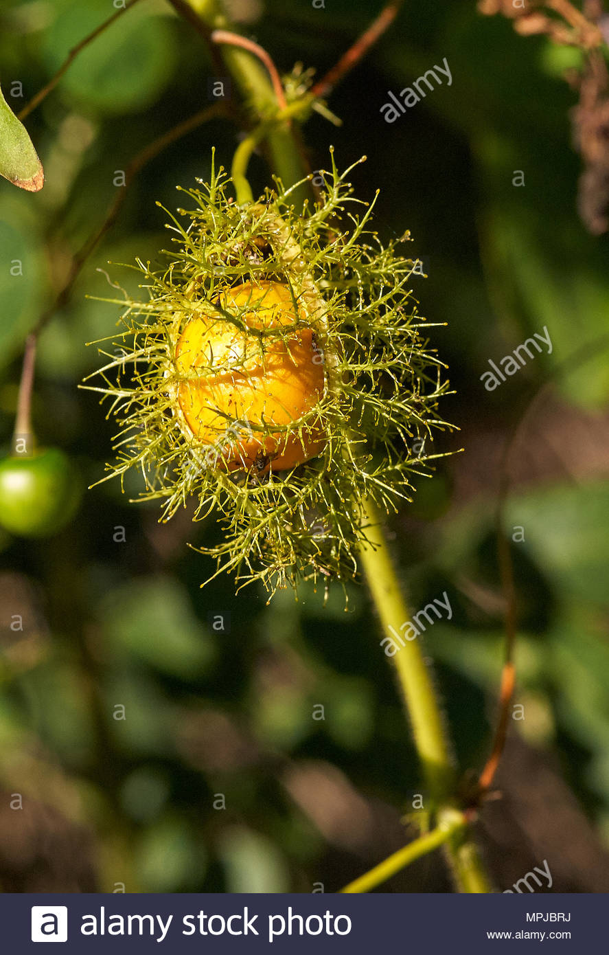 Australian Native Vine High Resolution Stock Photography and Images - Alamy