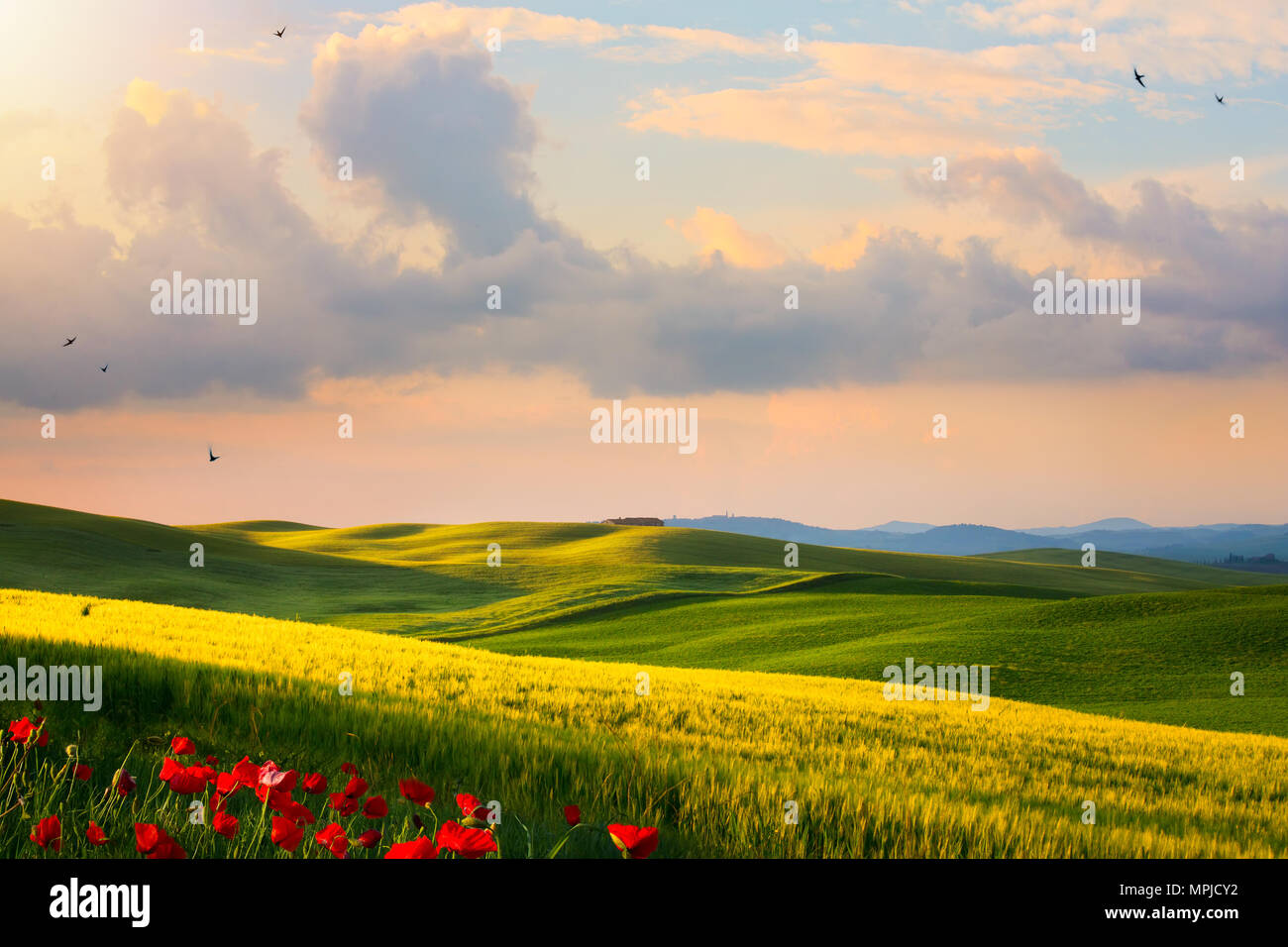 italy countryside landscape; sunset over the tuscany hills Stock Photo ...