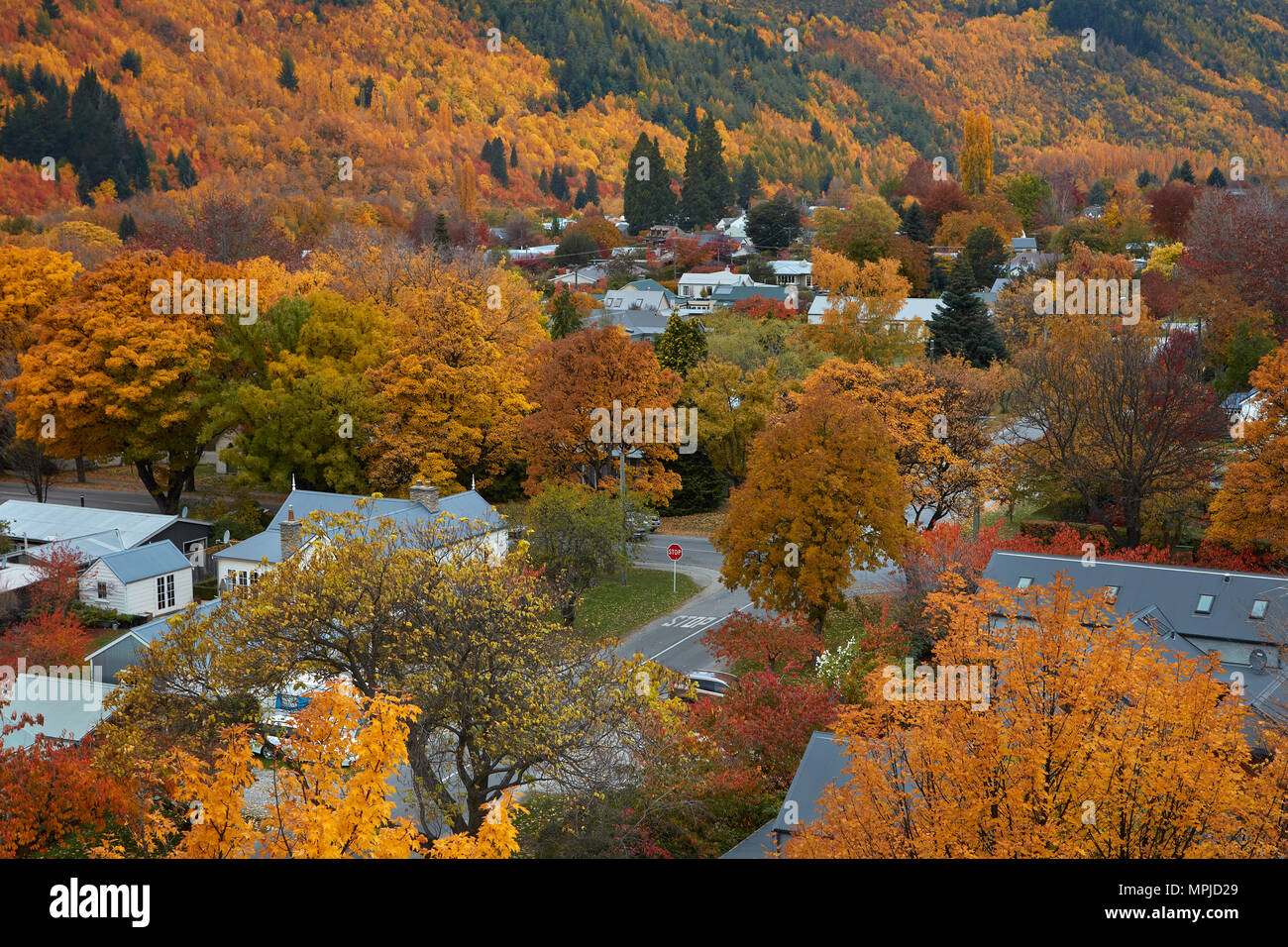 Autumn trees, Arrowtown, near Queenstown, Otago, South Island, New ...