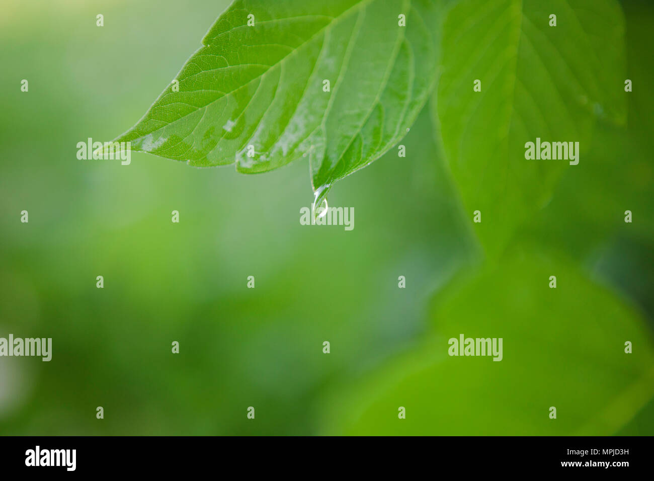 Edge of drop hi-res stock photography and images - Alamy