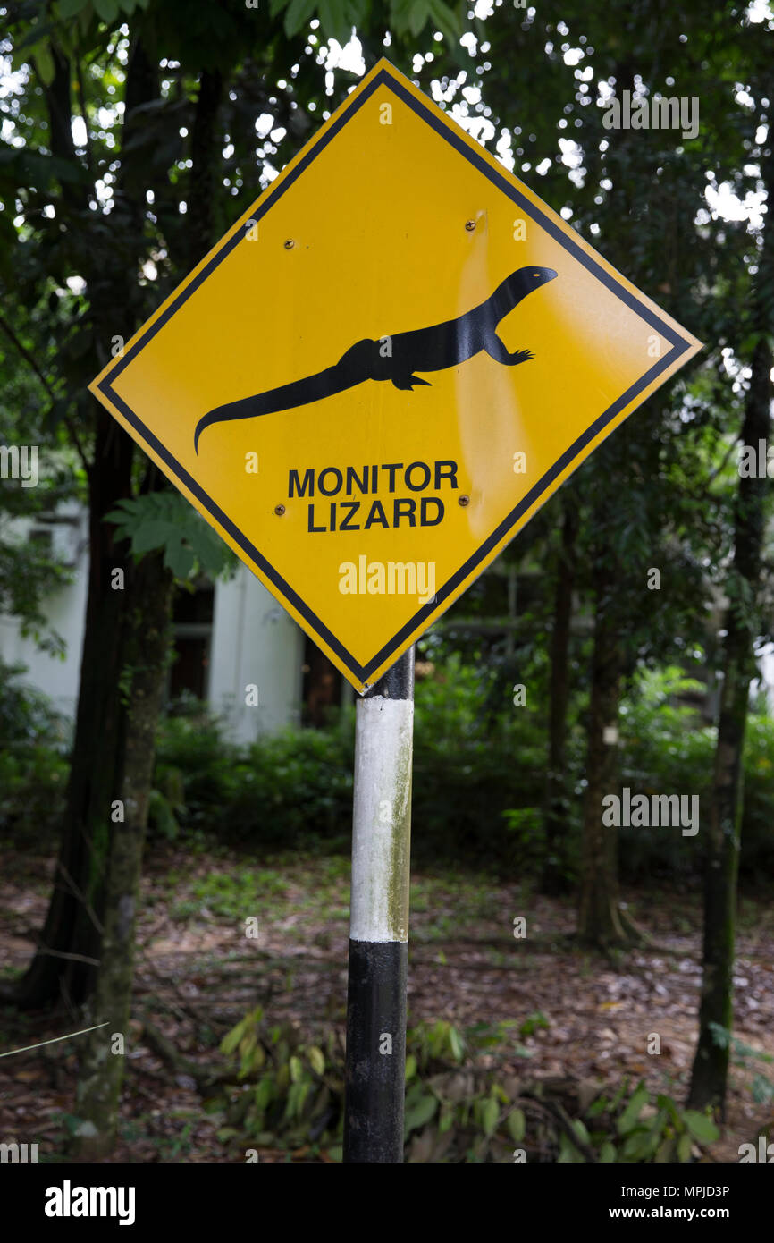 Monitor lizards hi-res stock photography and images - Alamy