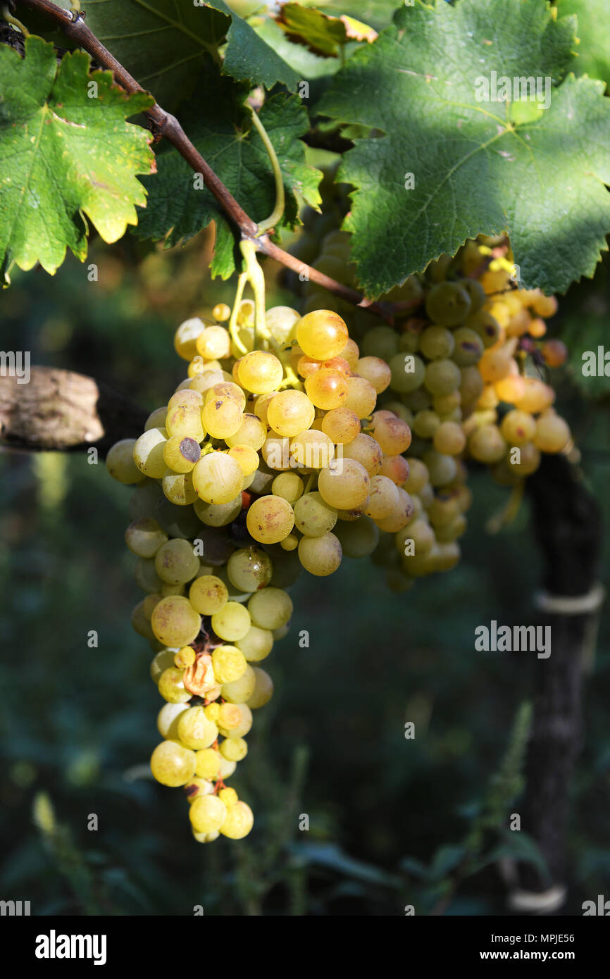 muscat grapes on the vine Stock Photo - Alamy