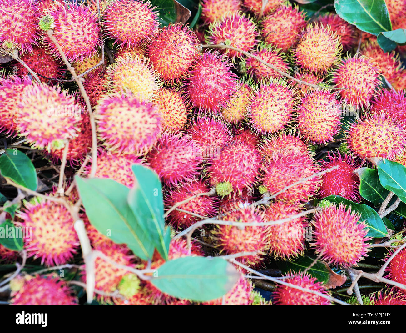 Lychee fruit on display in the street market in old city of Hoi An ...