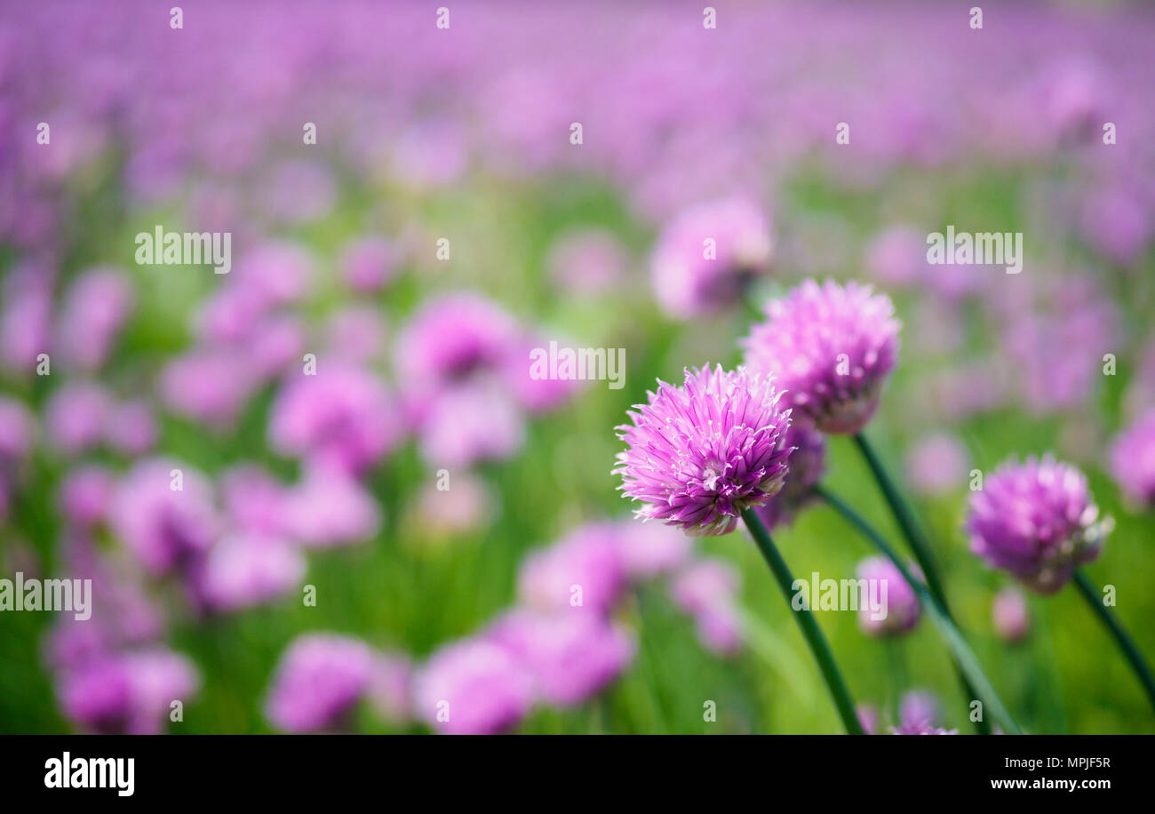 Field of Chives growing as a crop Stock Photo - Alamy