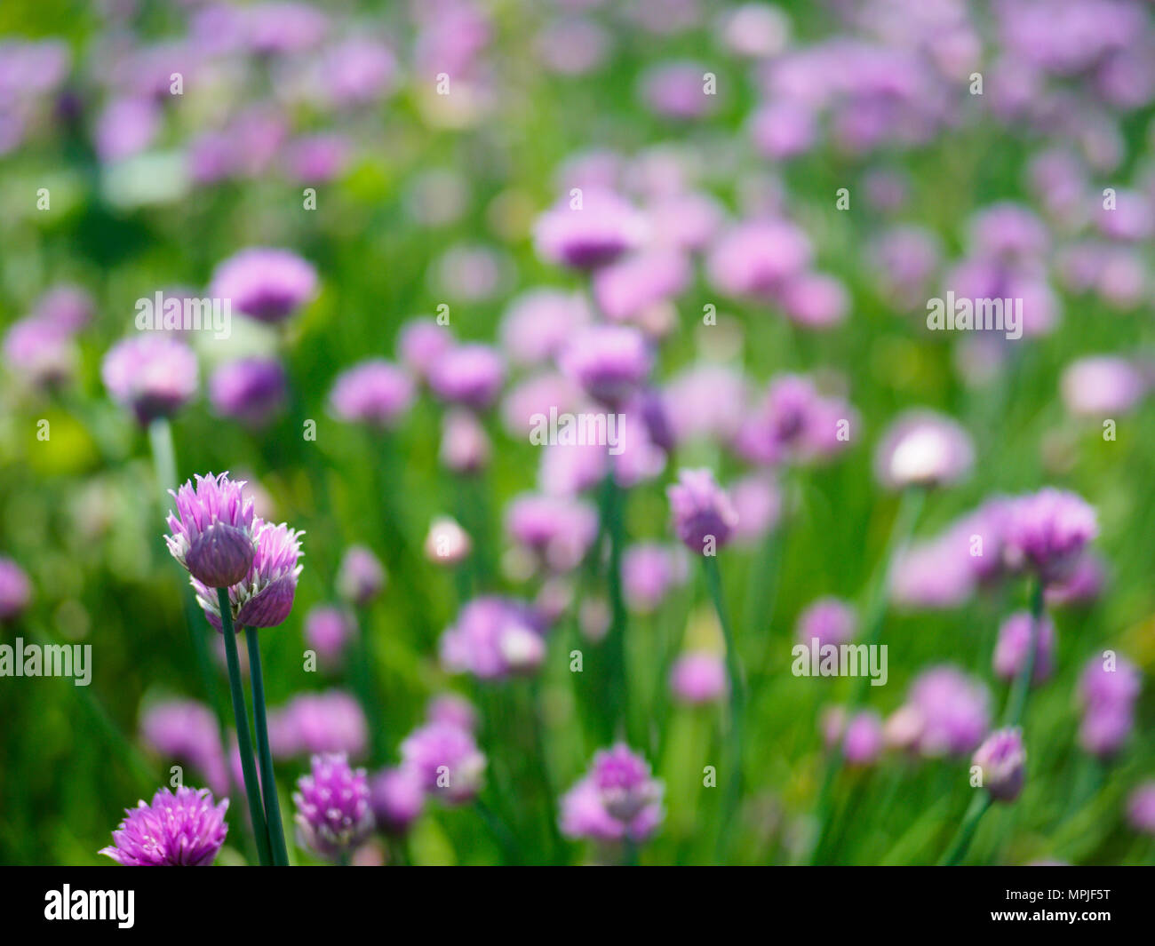 Field of Chives growing as a crop Stock Photo - Alamy
