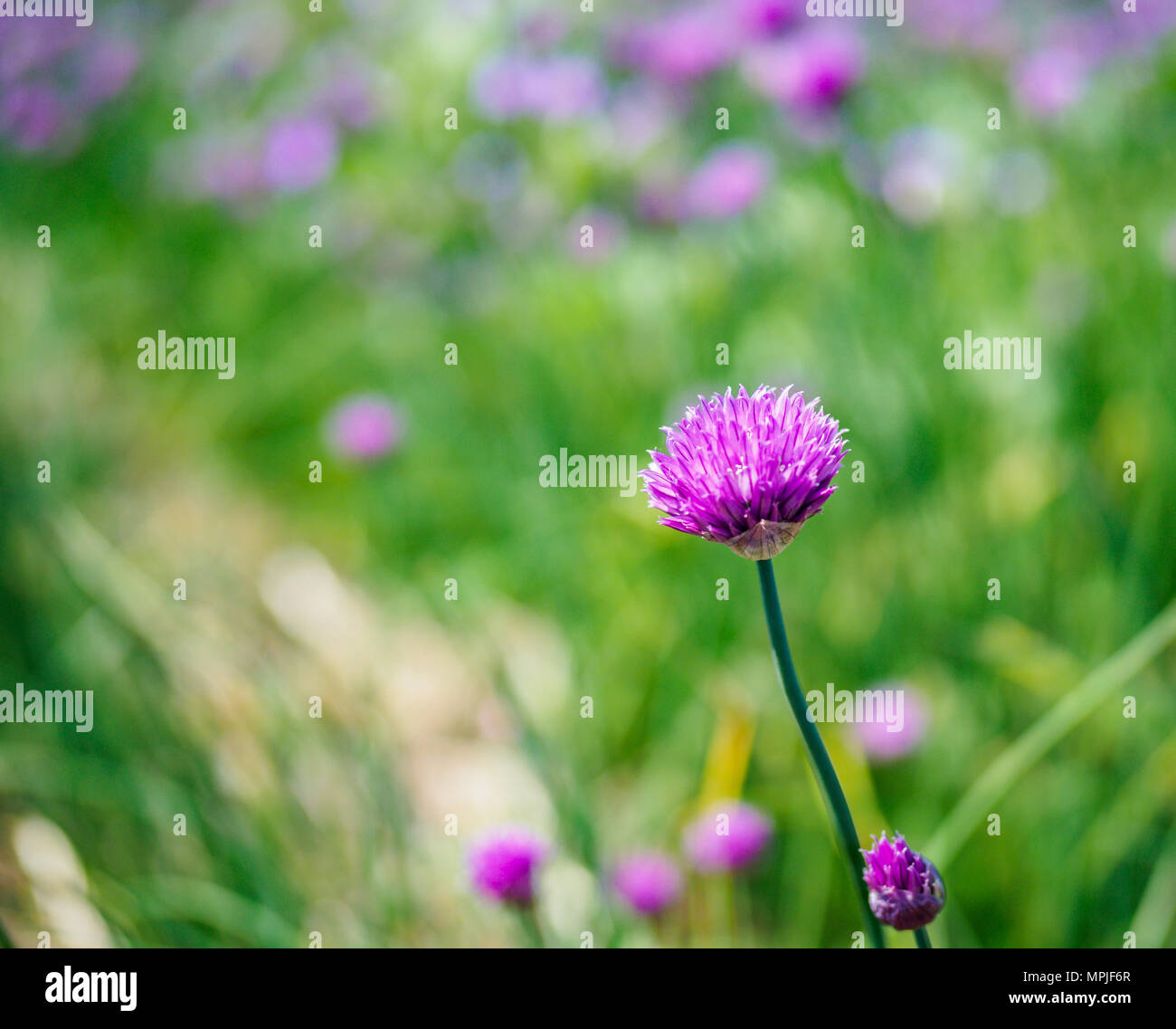 Field of Chives growing as a crop Stock Photo - Alamy