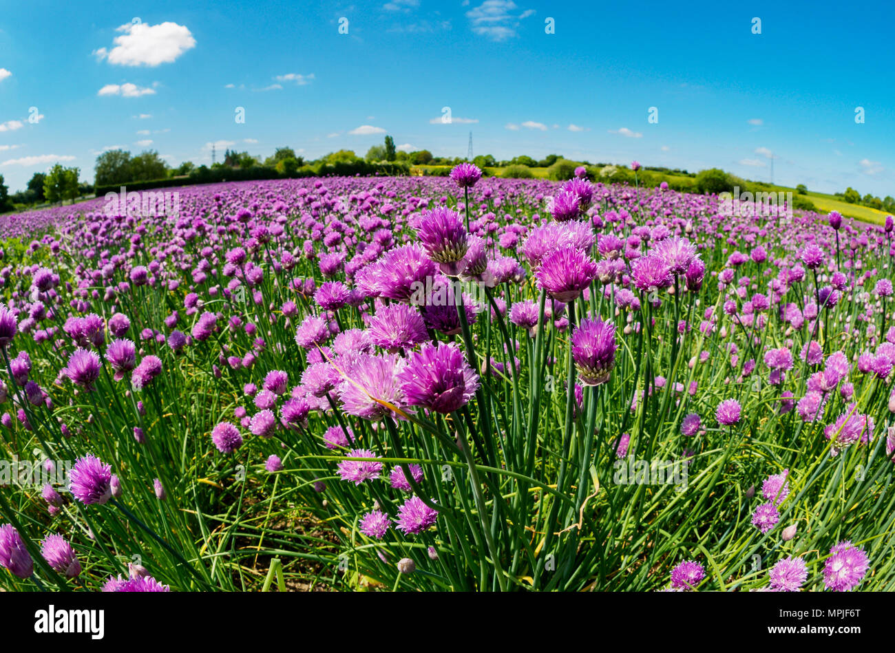 Field of Chives growing as a crop Stock Photo - Alamy