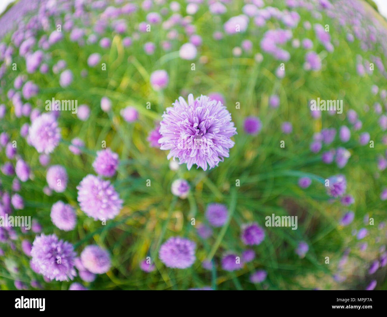 Field of Chives growing as a crop Stock Photo - Alamy