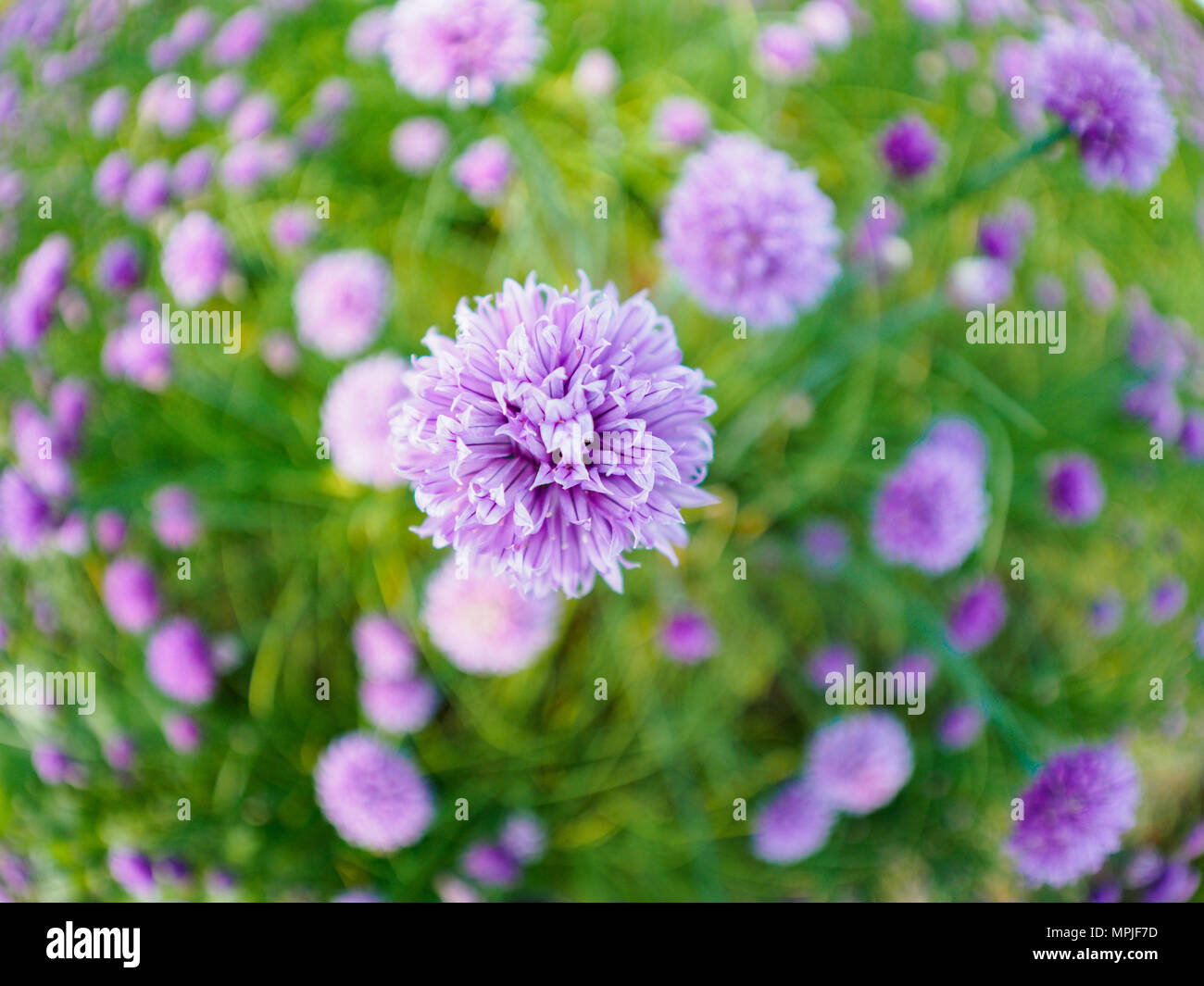 Field of Chives growing as a crop Stock Photo - Alamy
