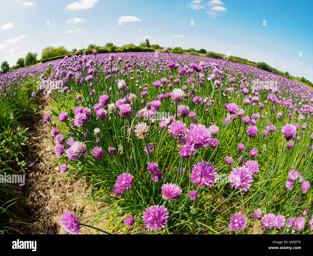 Field of Chives growing as a crop Stock Photo - Alamy